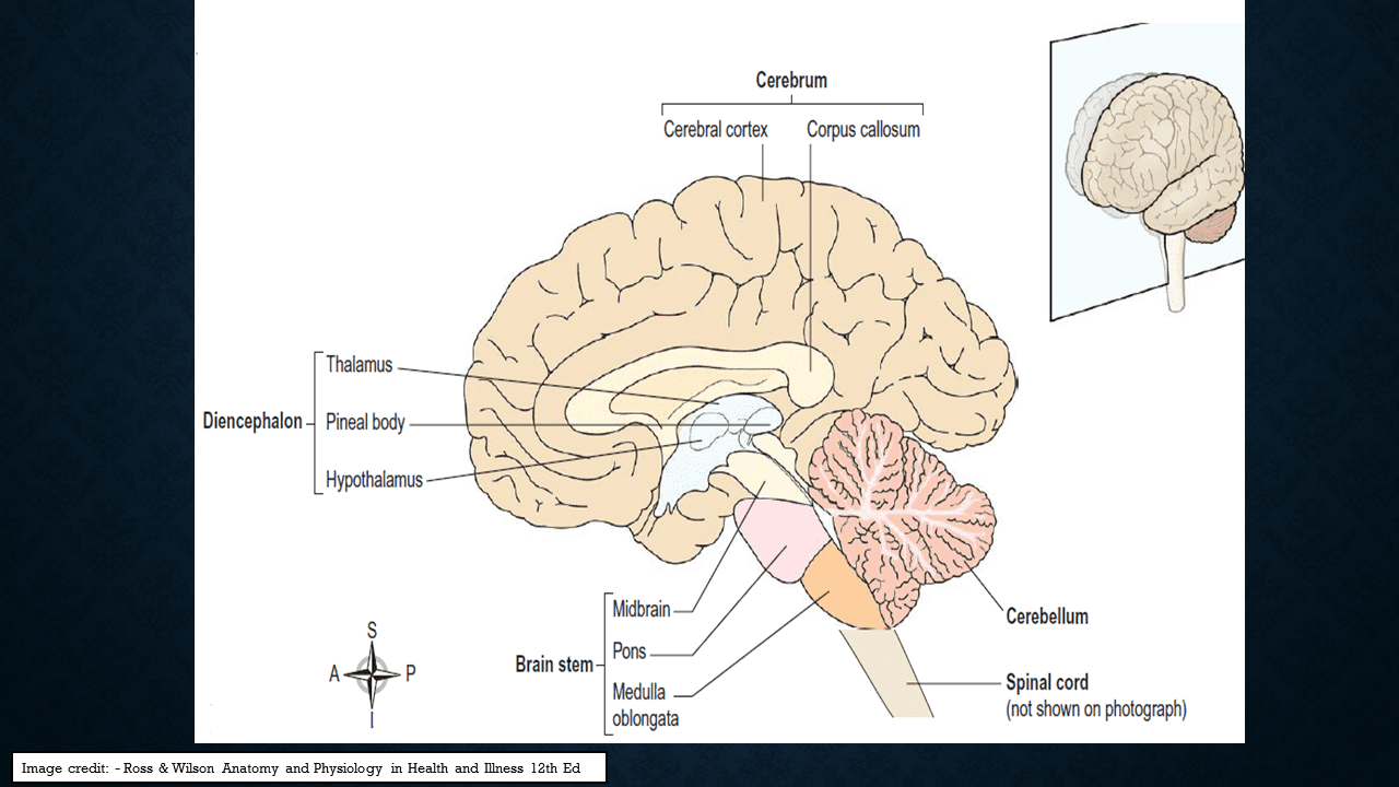 Classification of Nervous System: Pictorial Presentation - NeuroHealth