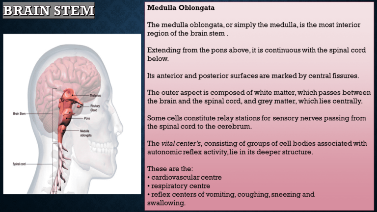Classification of Nervous System: Pictorial Presentation - NeuroHealth