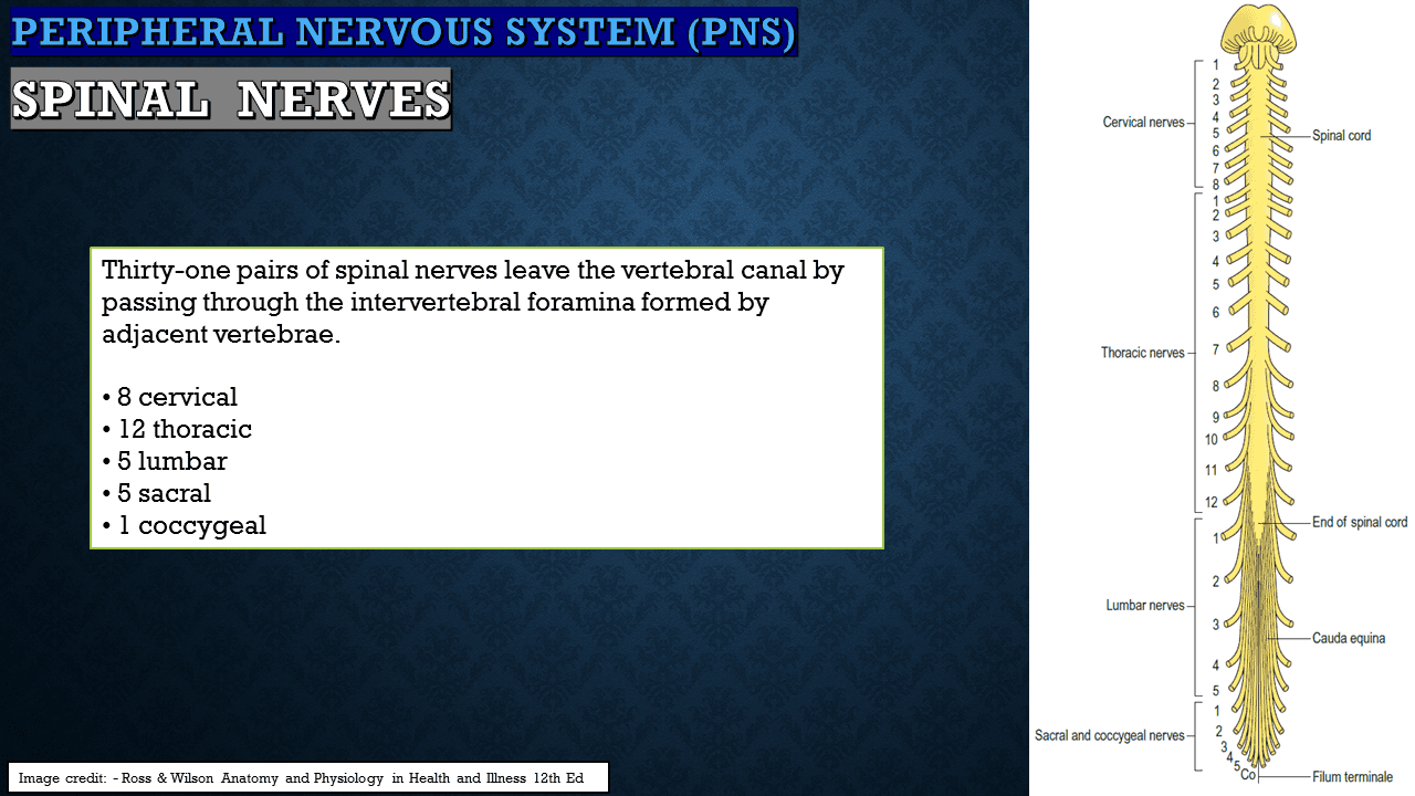 Classification of Nervous System: Pictorial Presentation - NeuroHealth