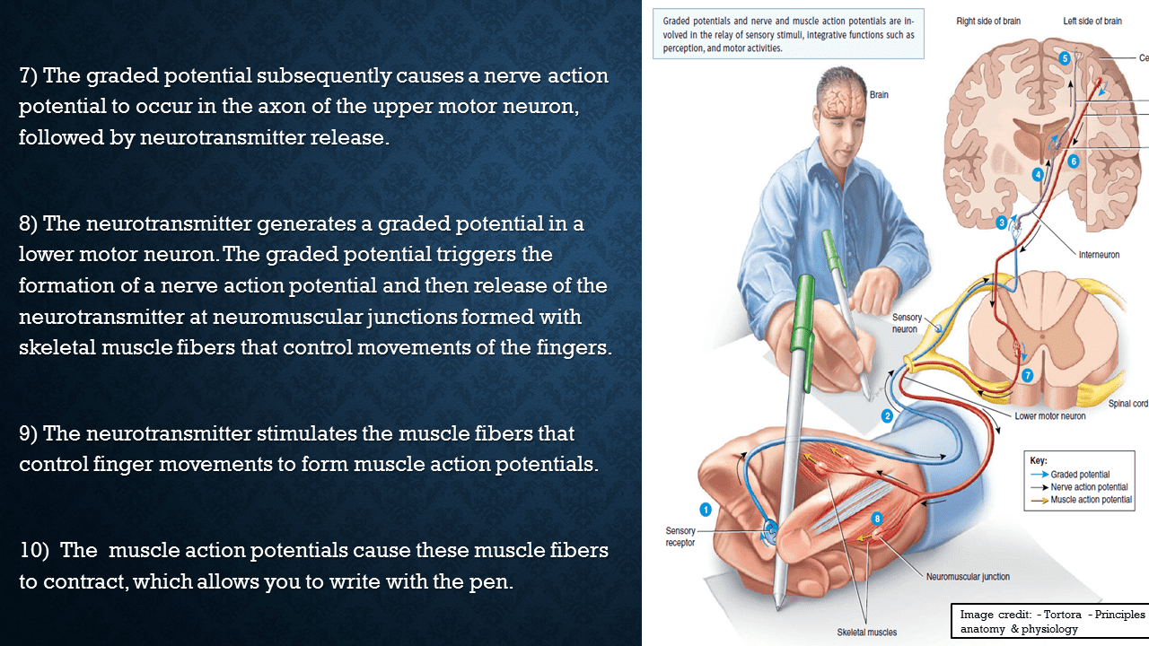 Classification of Nervous System: Pictorial Presentation - NeuroHealth