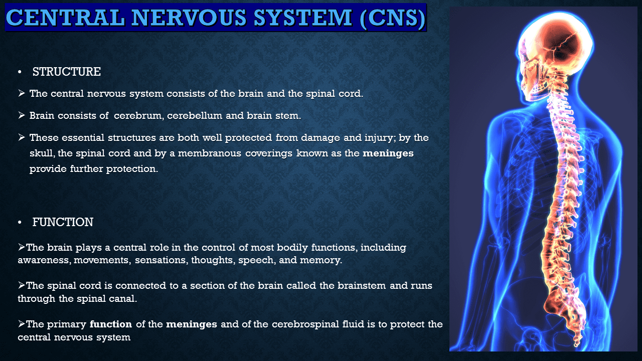 Classification of Nervous System: Pictorial Presentation - NeuroHealth
