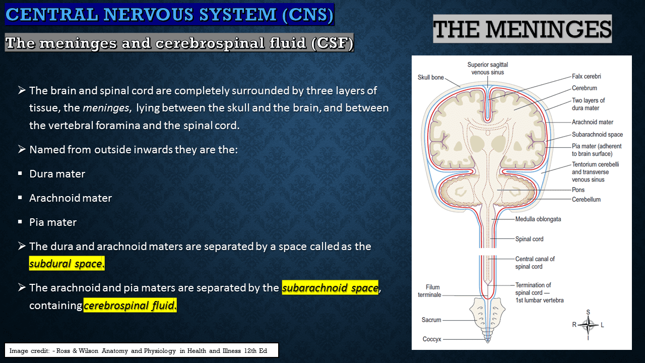 Classification of Nervous System: Pictorial Presentation - NeuroHealth